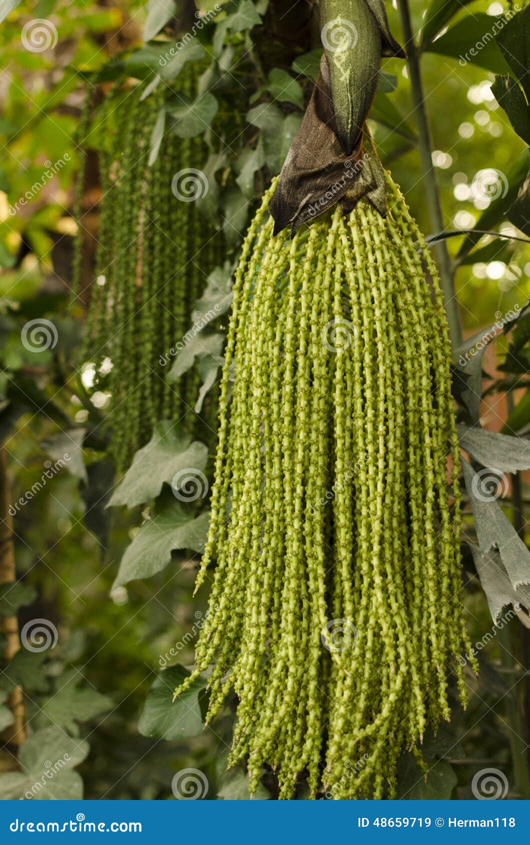 Caryota ochlandra Hance stock image. Image of caryota - 48659719