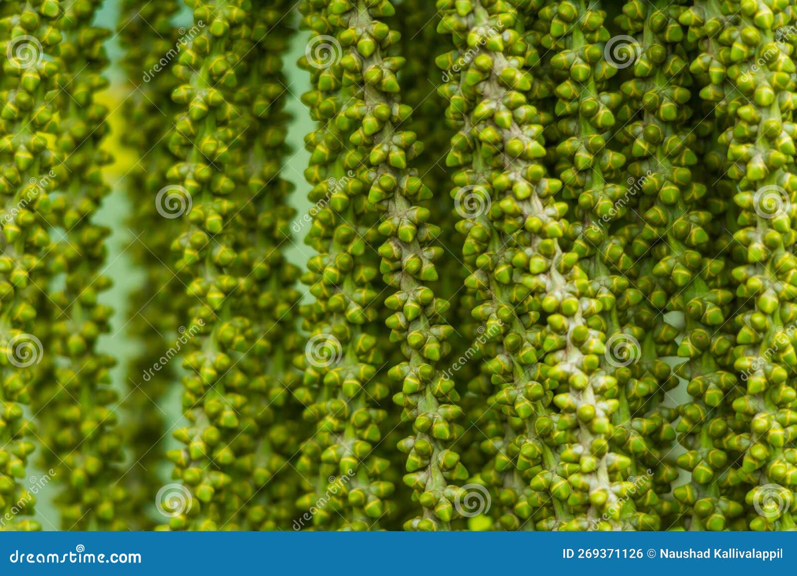 Caryota Urens Flowering Bunches Stock Photo - Image of background ...