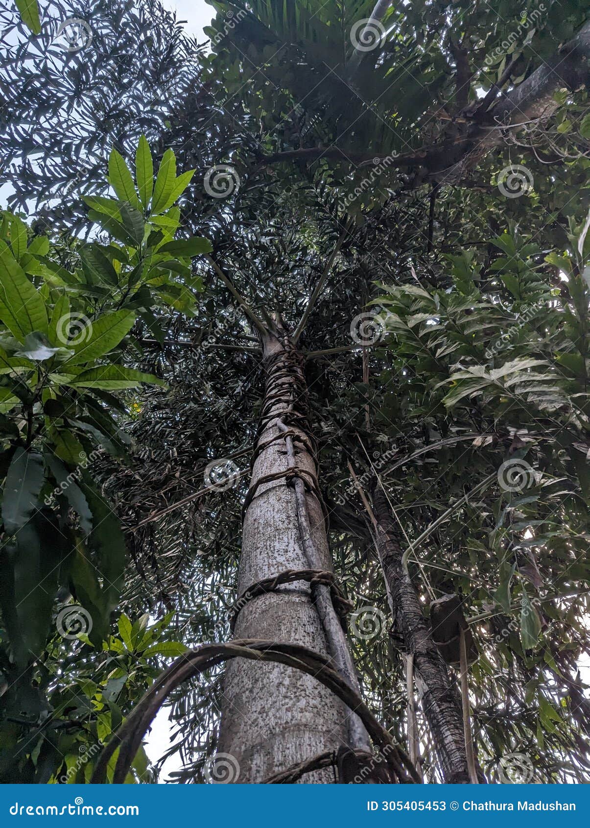 Caryota Urens - Kithul Tree Stock Image - Image of kitul, kithul: 305405453