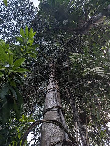 Caryota Urens - Kithul Tree Stock Image - Image of kitul, kithul: 305405453