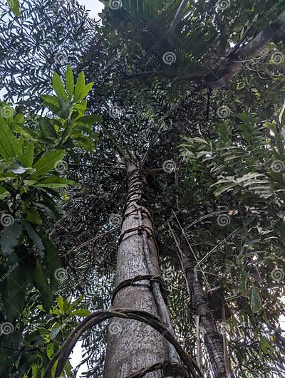 Caryota Urens - Kithul Tree Stock Image - Image of kitul, kithul: 305405453