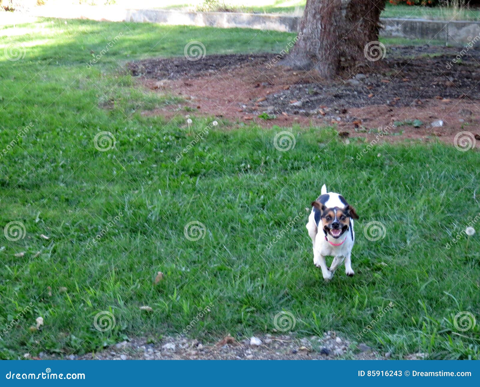 Carzy Dog stock image. Image of ears, canine, grass, teeth - 85916243