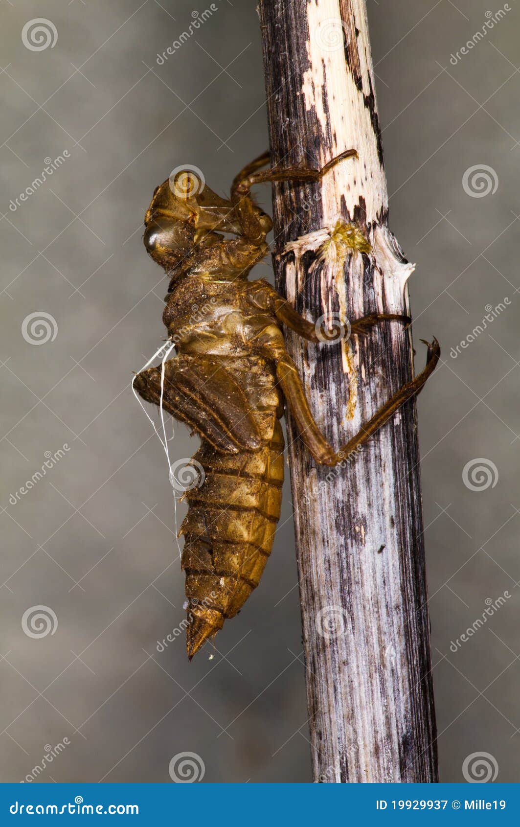 Cas de larve de libellule image stock. Image du libellule - 19929937