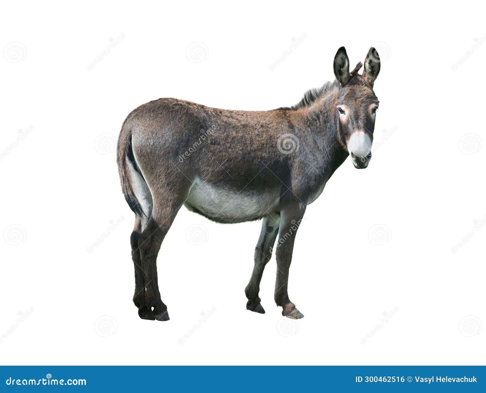 Casa Burro Aislada En Fondo Blanco Foto de archivo - Imagen de ungulado ...