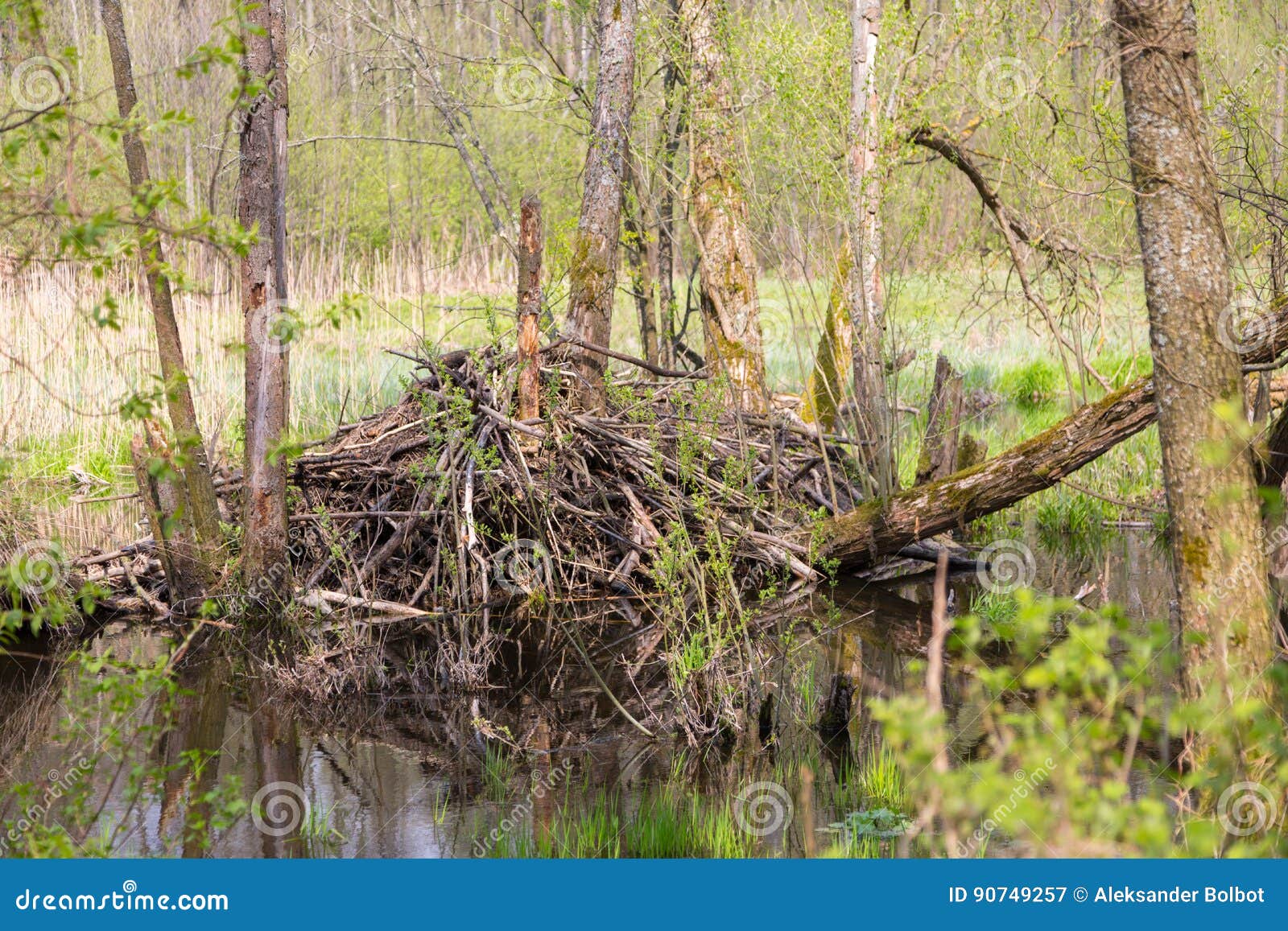Casa De Campo De Los Castores En Primavera Imagen de archivo - Imagen ...
