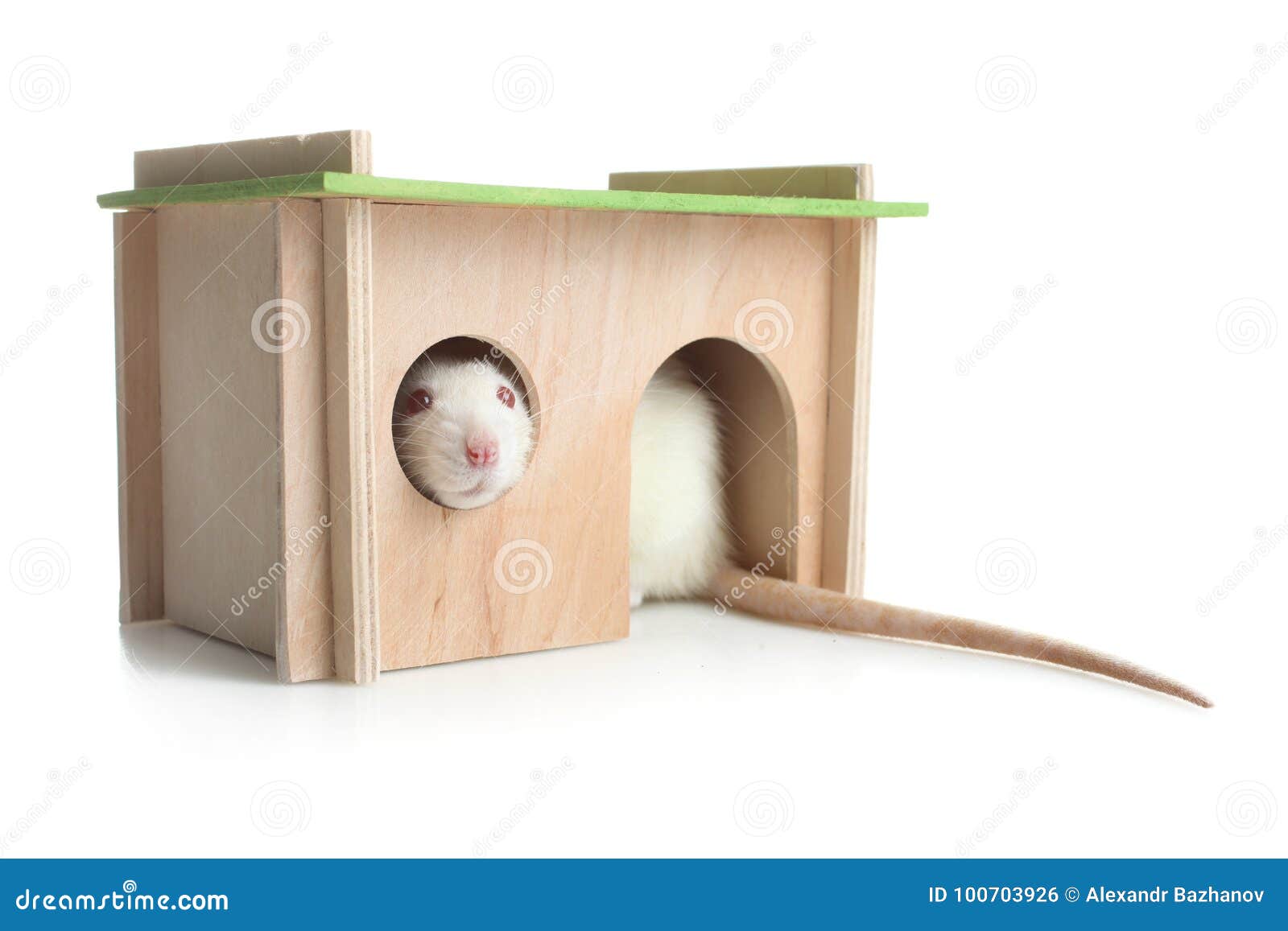 Casa De Madeira Para O Rato Foto de Stock - Imagem de animal, rato ...