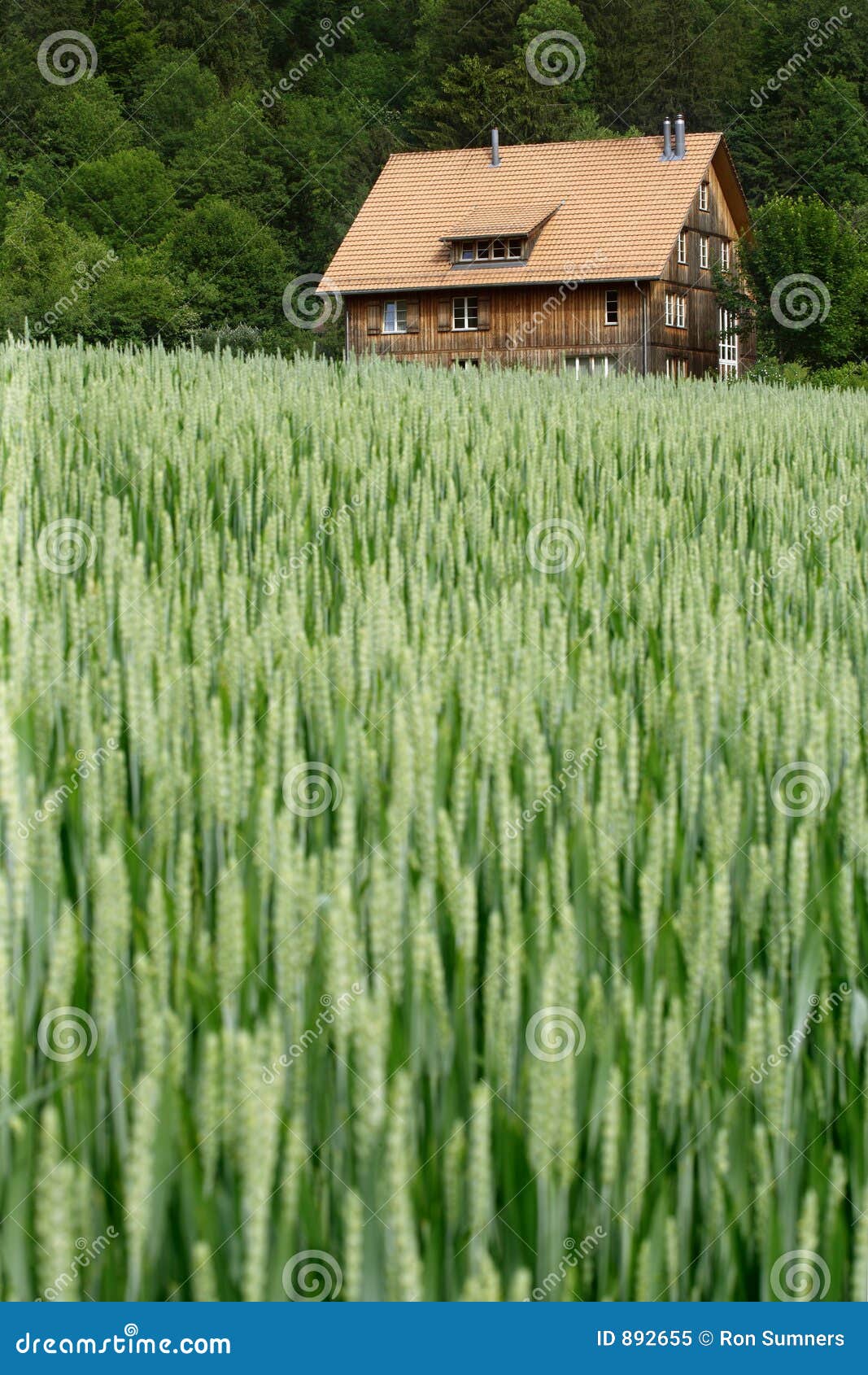 Casa no campo de trigo imagem de stock. Imagem de lâmina - 892655