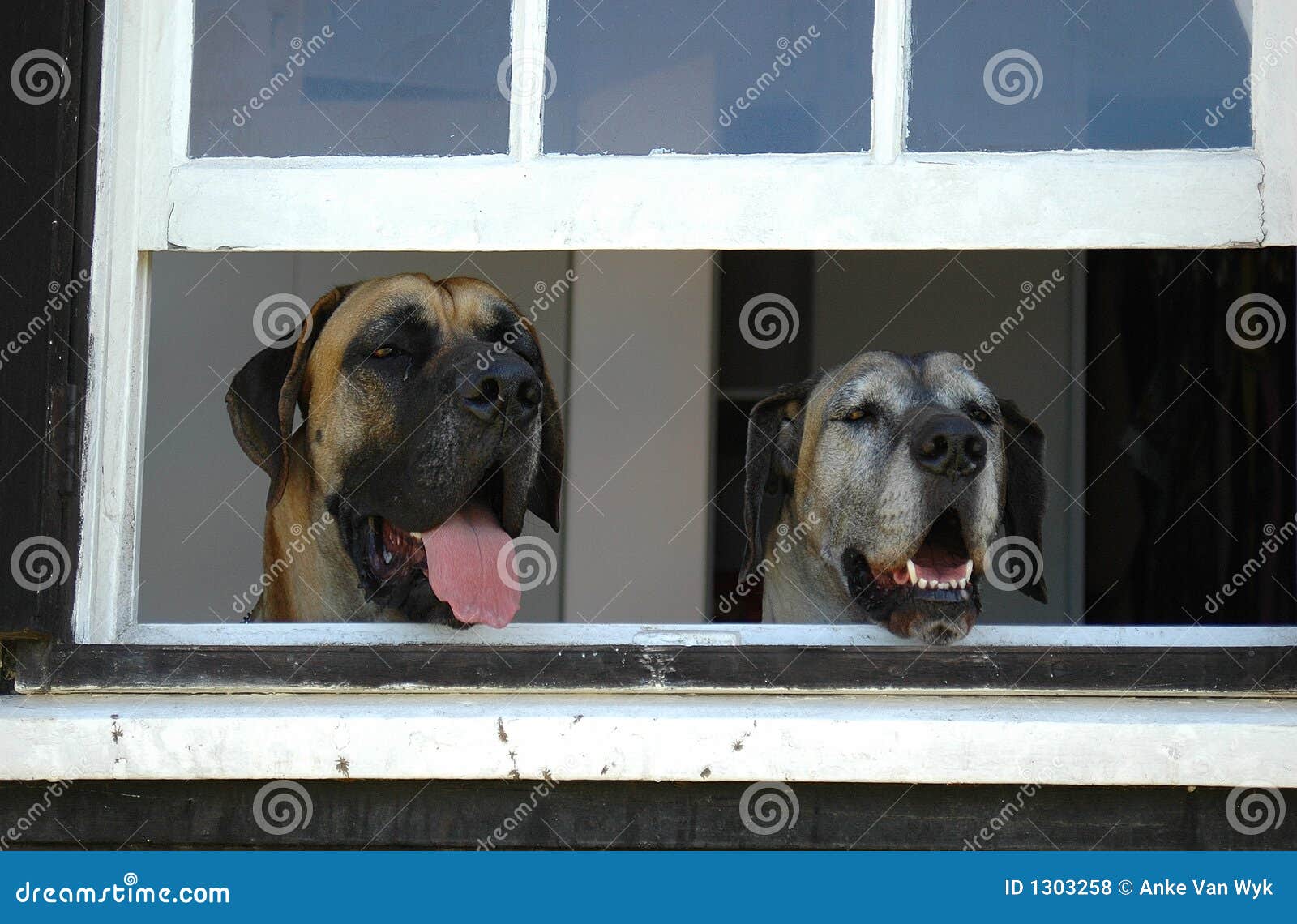 Casa Que Guarda De Los Perros Foto de archivo - Imagen de danés, pista ...