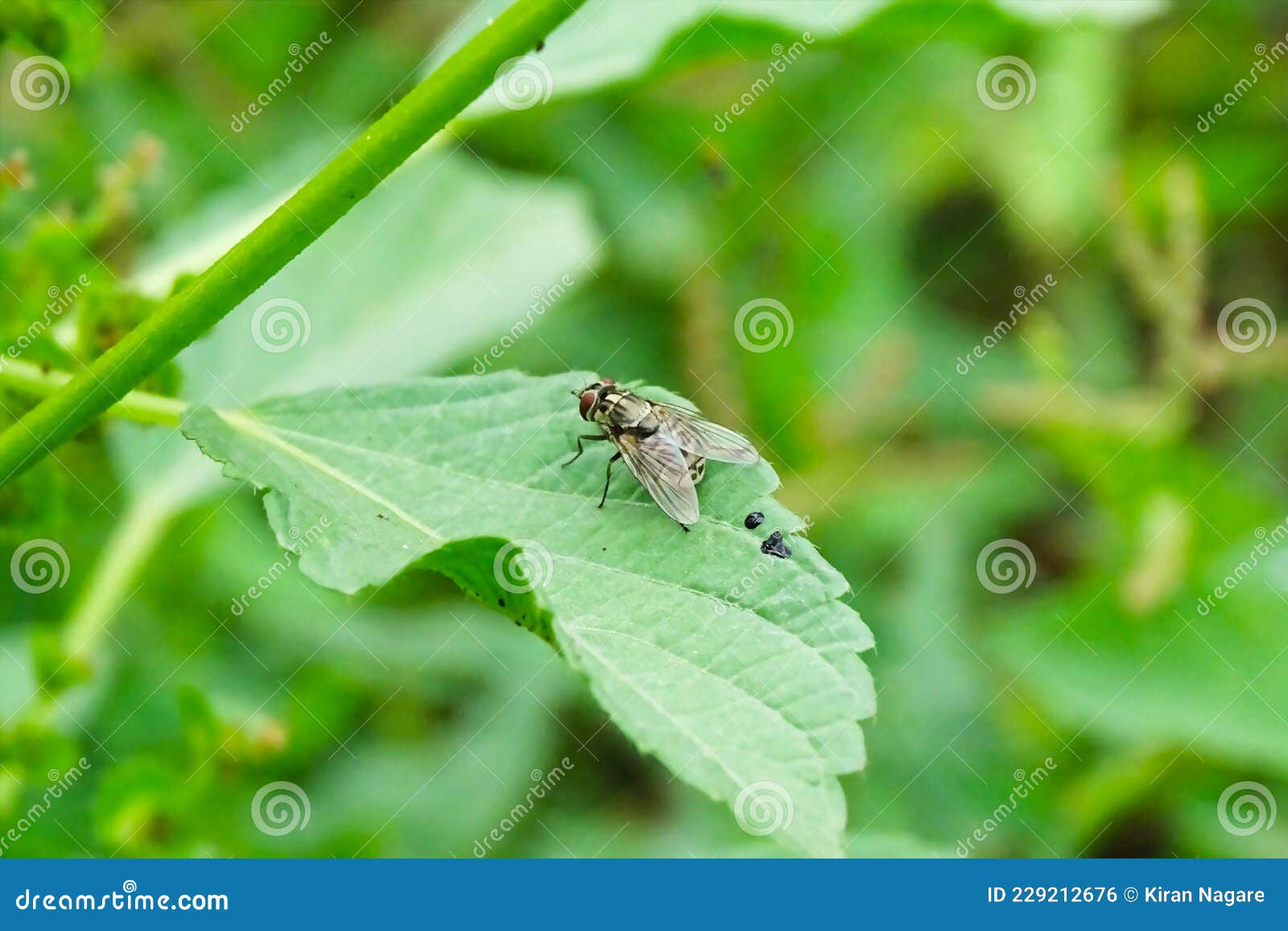 Casa Voadora Voa Mosca Voando Em Folha Foto de Stock - Imagem de bonito ...