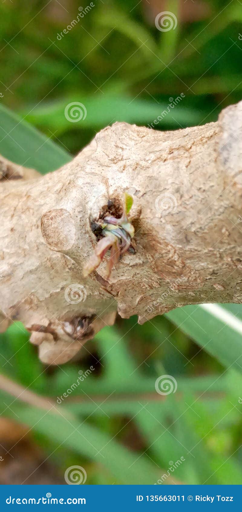 Leaf Node stock image. Image of growth, node, leaf, stage - 135663011