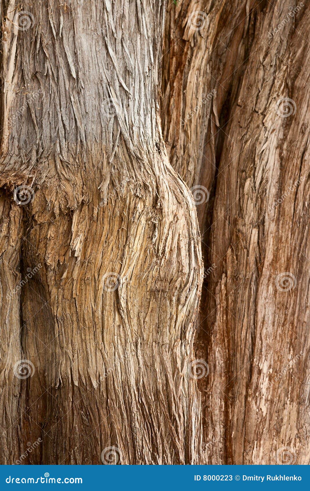 Casca da árvore de Tule imagem de stock. Imagem de méxico - 8000223