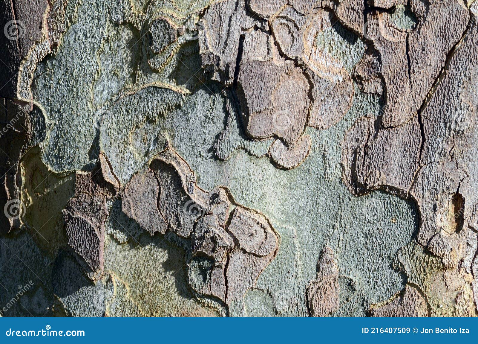 Casca De Platanus X Hispanica Imagem de Stock - Imagem de parque ...