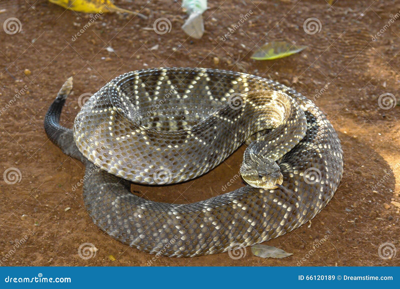 Cascabel imagen de archivo. Imagen de mascota, mortal - 66120189