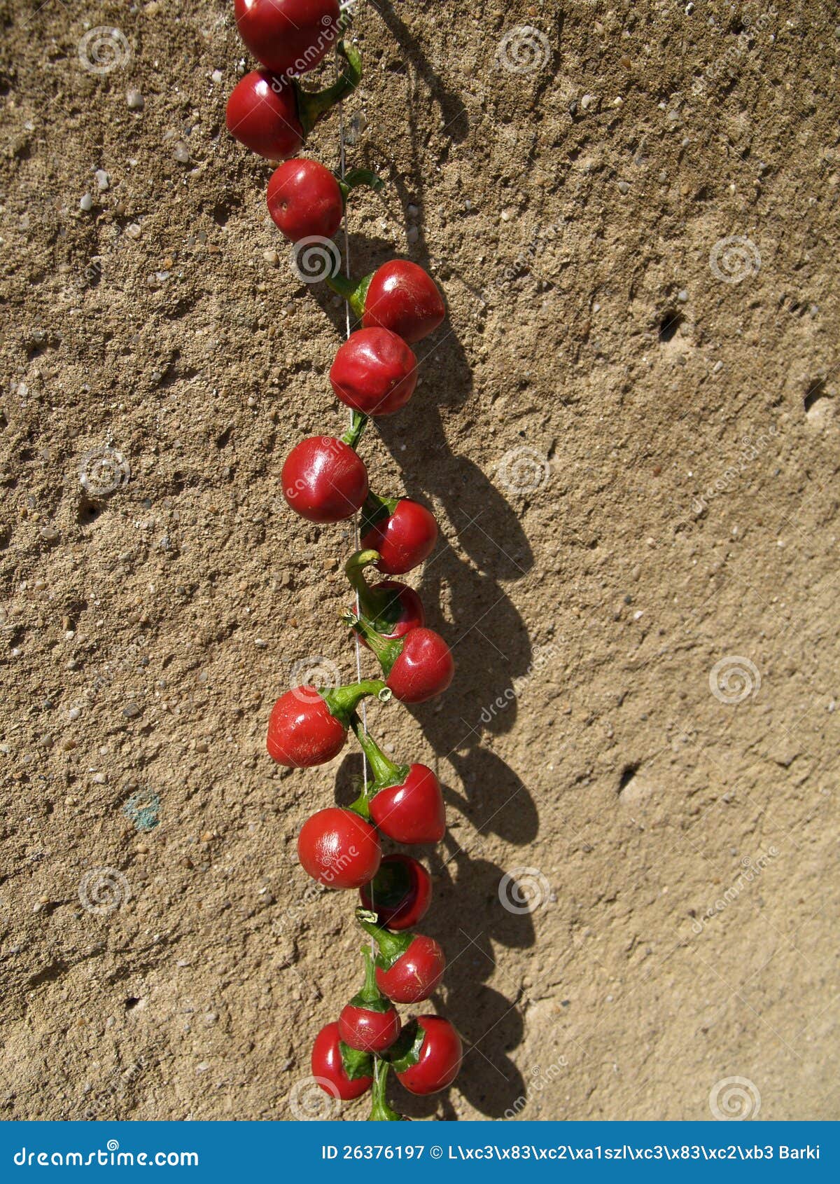 Cascabel chili stock image. Image of pepper, flora, food - 26376197