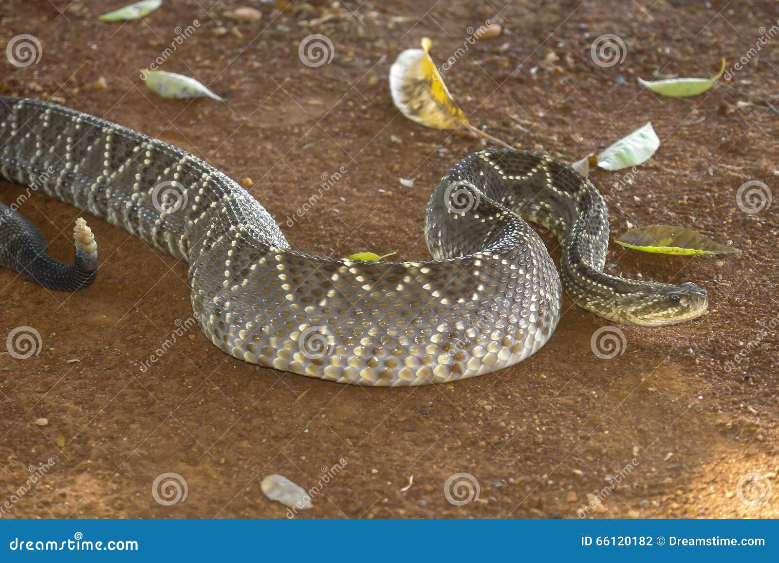 Cascabel stock photo. Image of serpent, reptilian, wild - 66120182