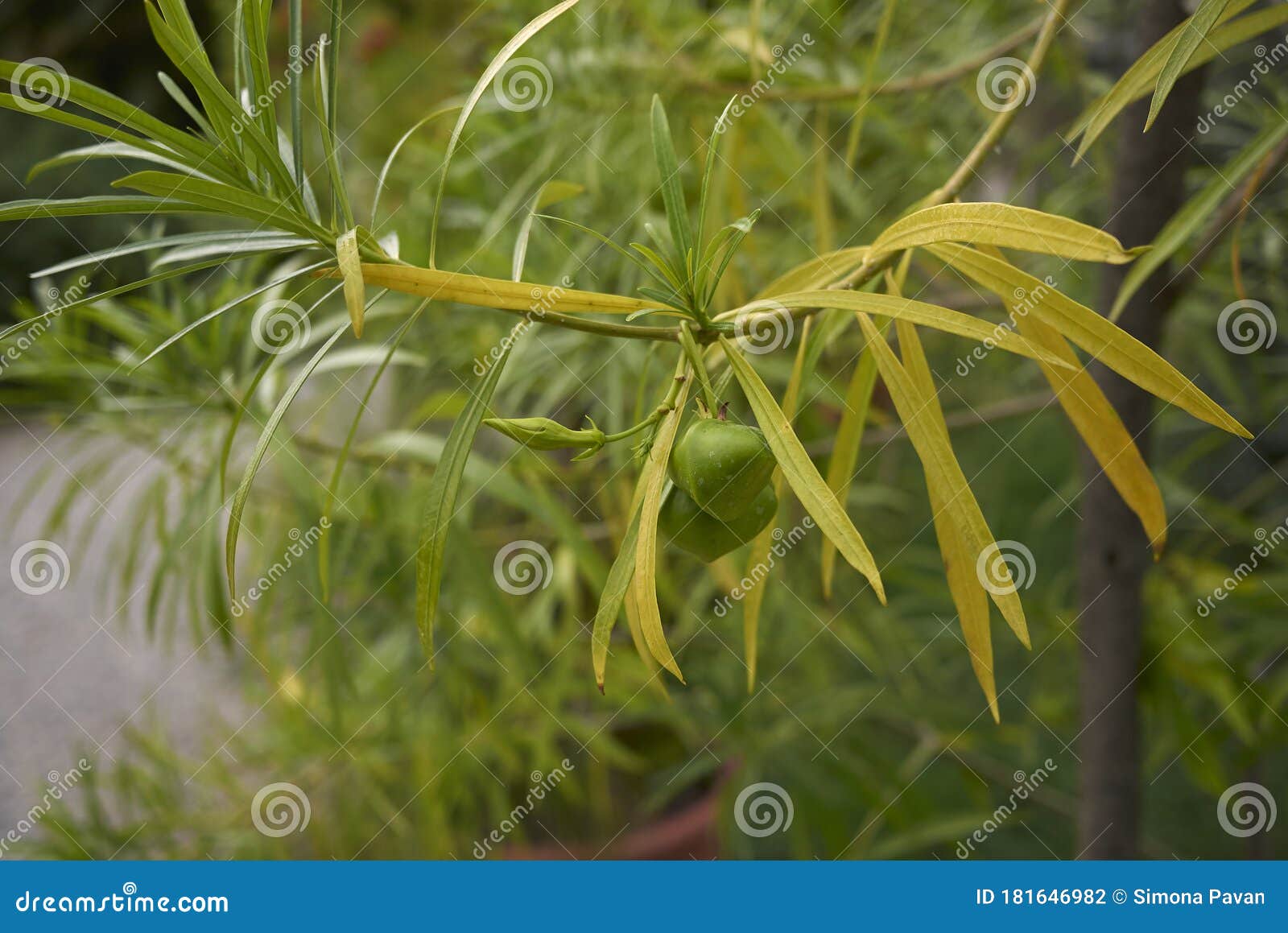 Cascabela Thevetia Close Up Stock Photo - Image of natural, botanical ...
