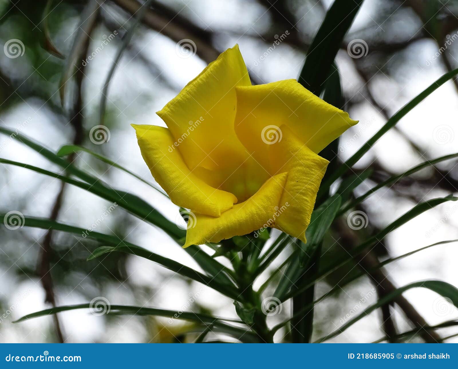Cascabela thevetia flower stock image. Image of yellow - 218685905