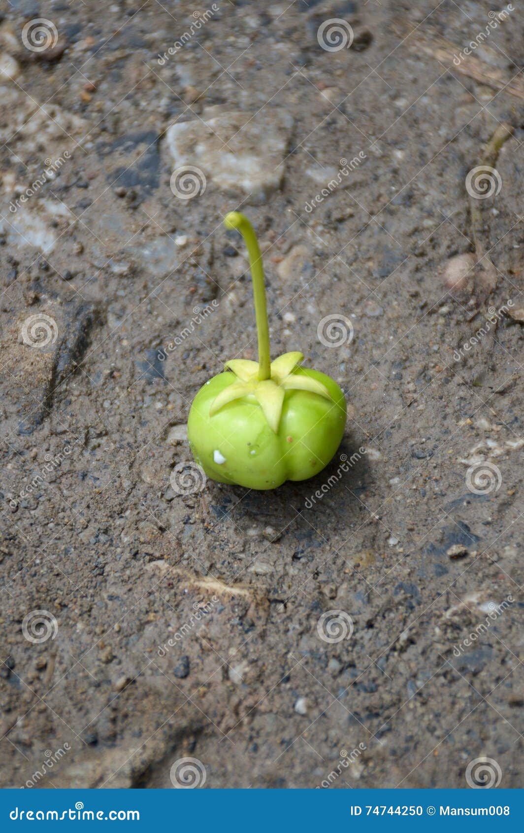 Cascabela thevetia fruit stock photo. Image of lucky - 74744250