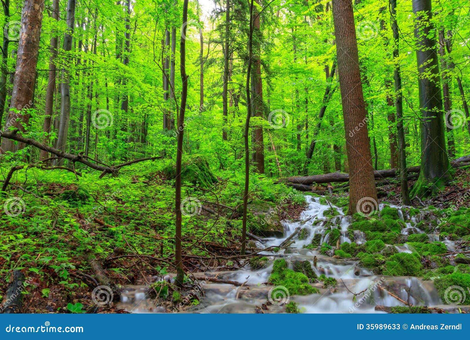 Cascada En Un Bosque De La Primavera Imagen de archivo - Imagen de ...