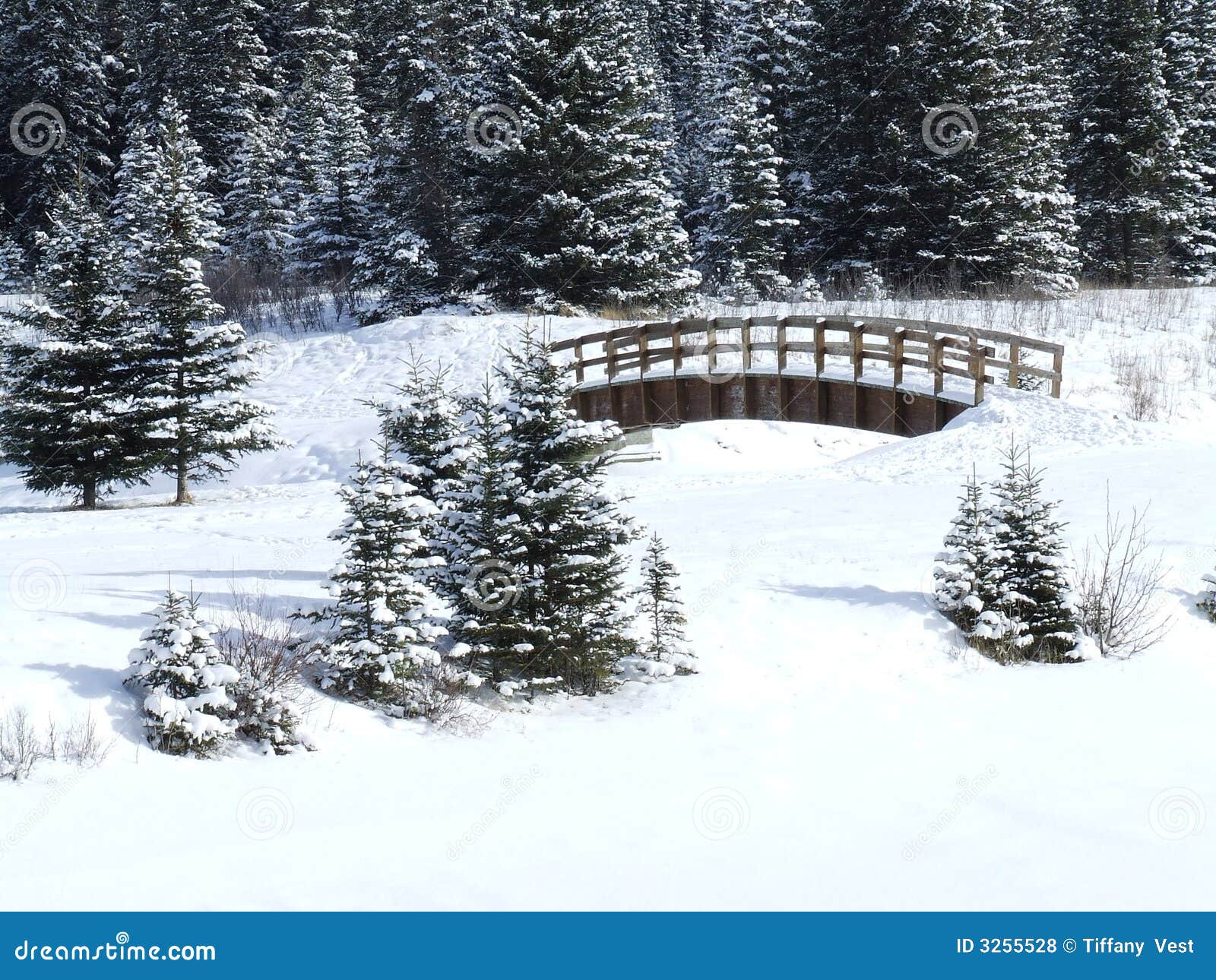 Cascade Christmas stock photo. Image of trees, ponds, cold - 3255528