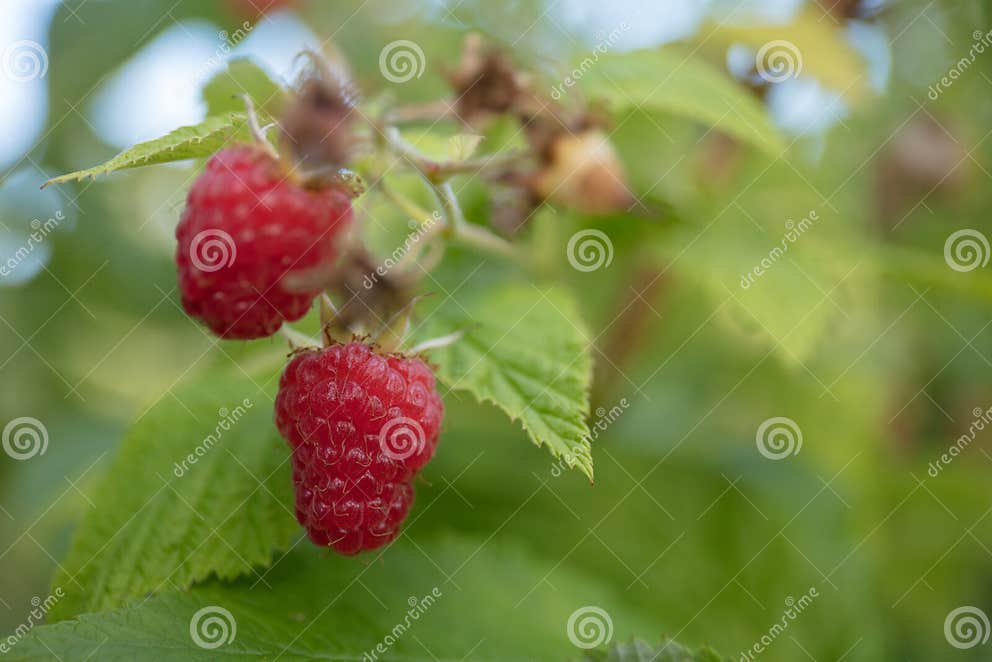 CASCADE DELIGHT raspberry stock photo. Image of delicious - 189046974