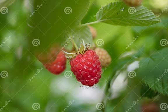 CASCADE DELIGHT raspberry stock image. Image of foot - 189046995