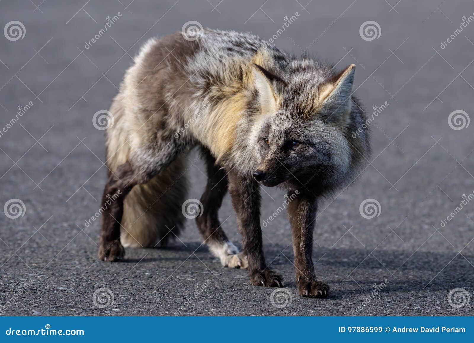 Cascade Fox stock image. Image of scenic, funny, season - 97886599