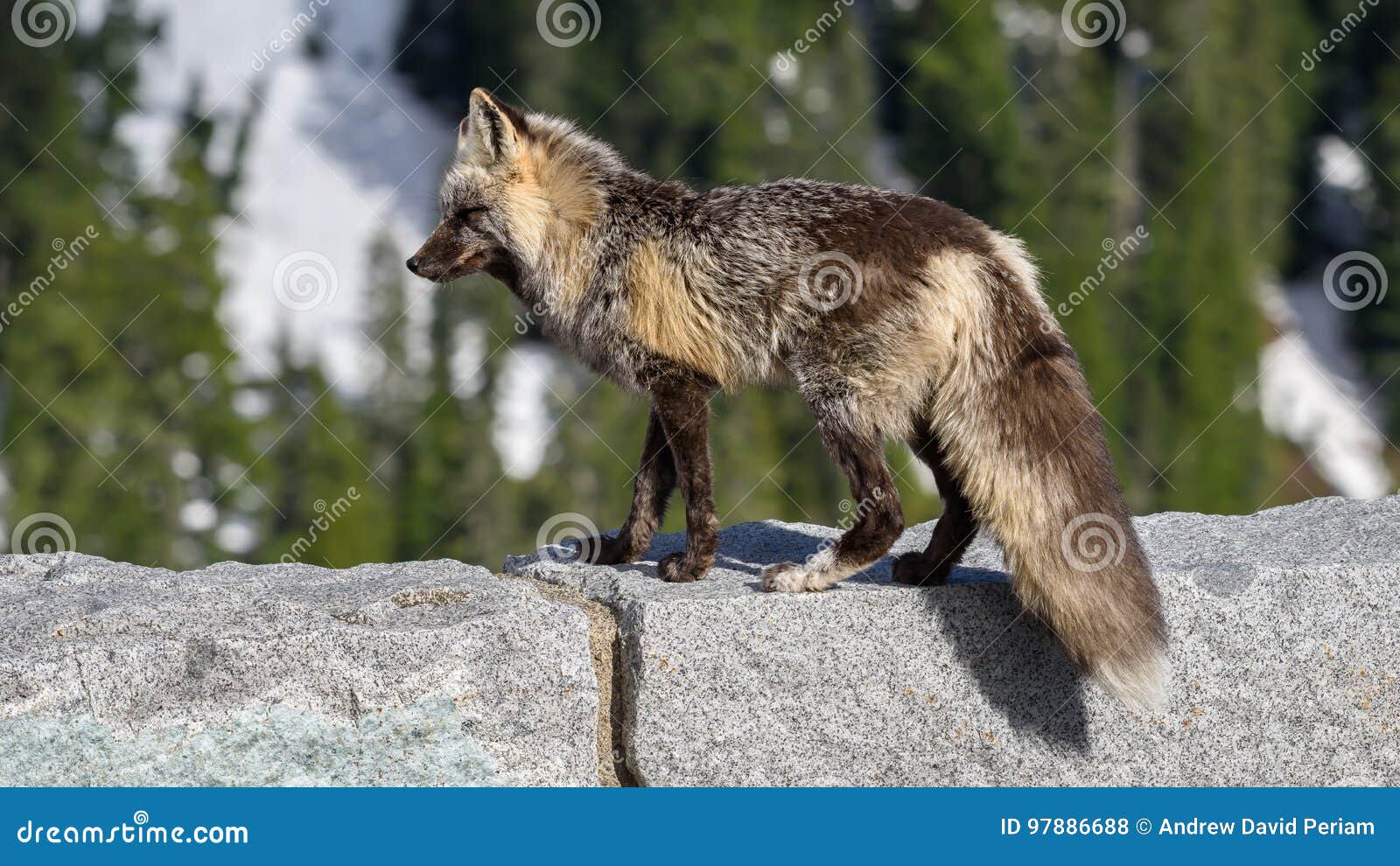 Cascade Fox stock photo. Image of claws, animal, light - 97886688
