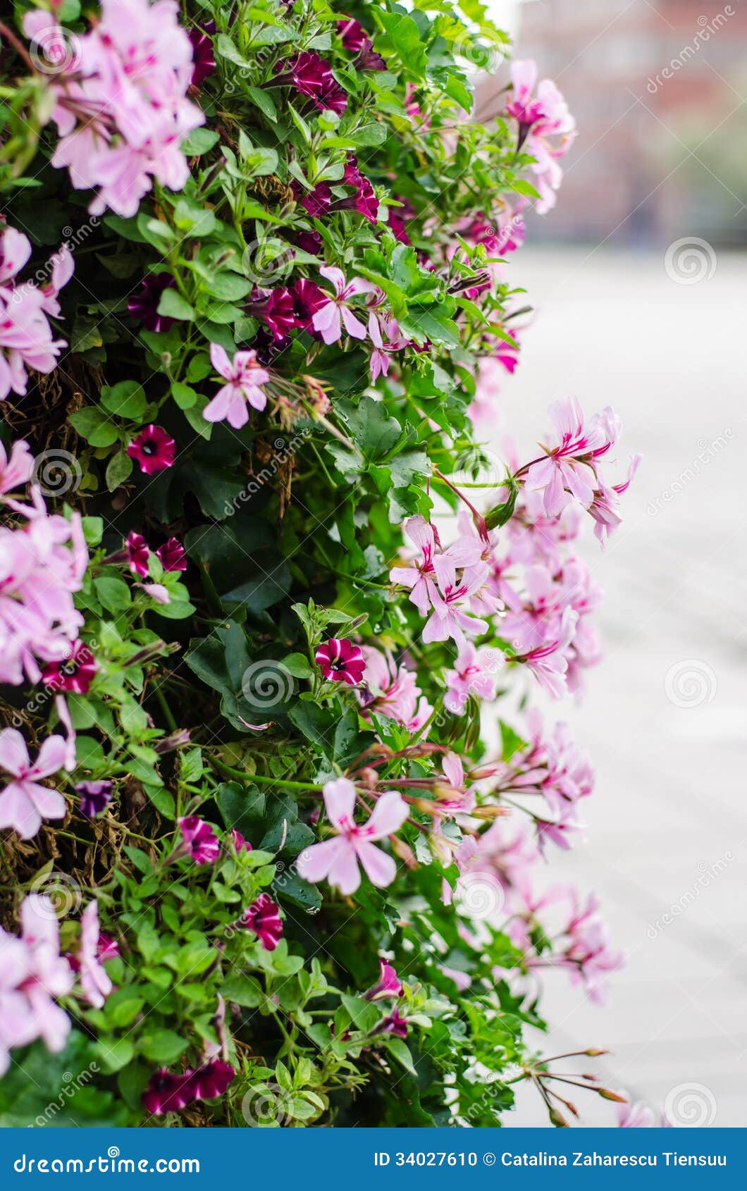 Cascade Geranium (pelargonium Peltatum) Stock Photo - Image of ground ...
