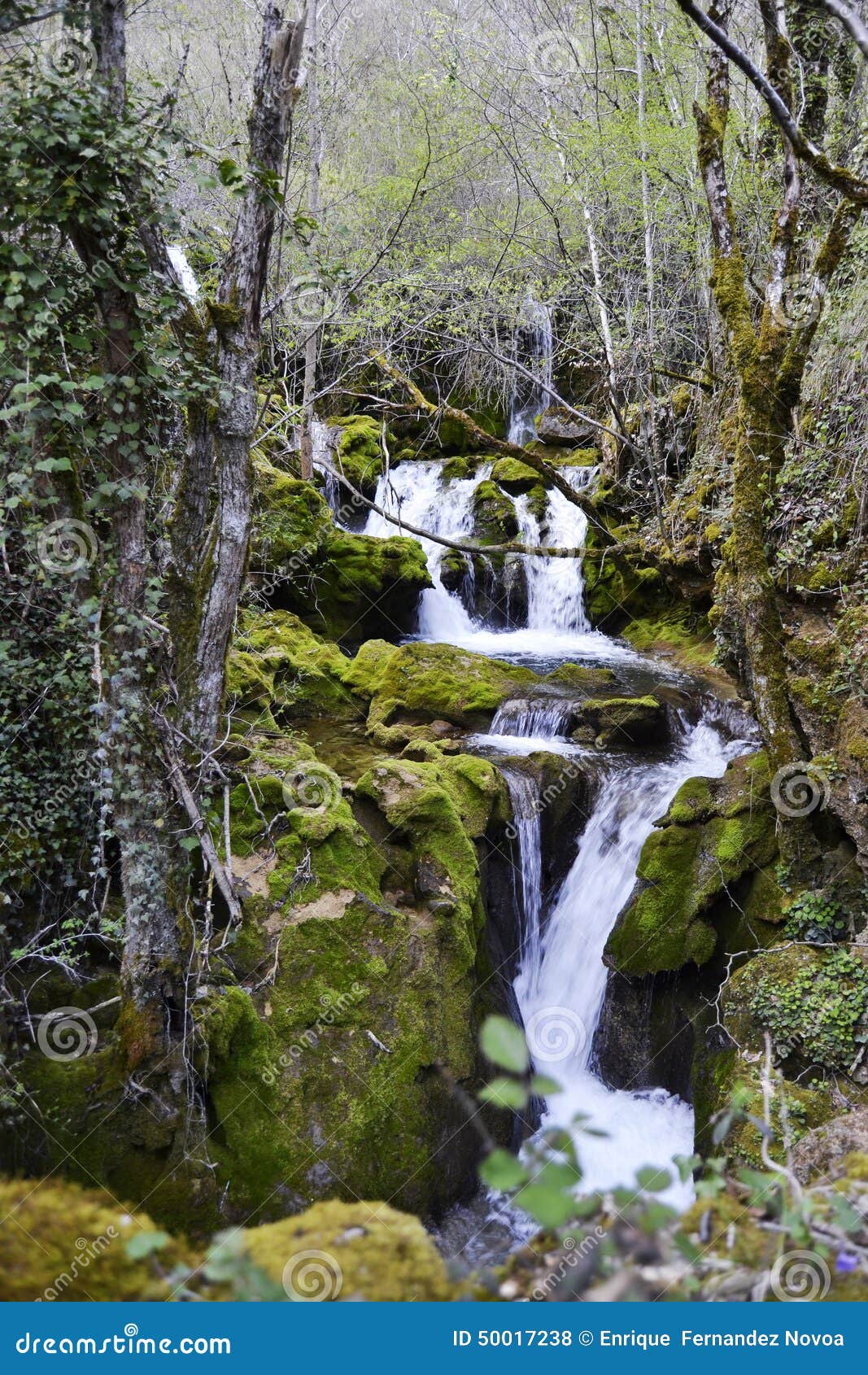 Cascade stock photo. Image of waterfall, branches, urbasa - 50017238