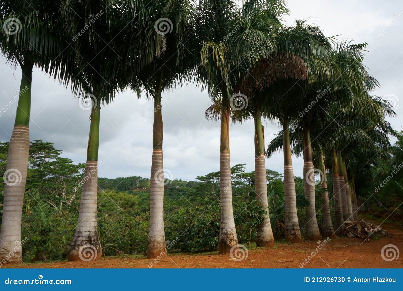 Cascade of Palm Trees on the Island Stock Photo - Image of island ...