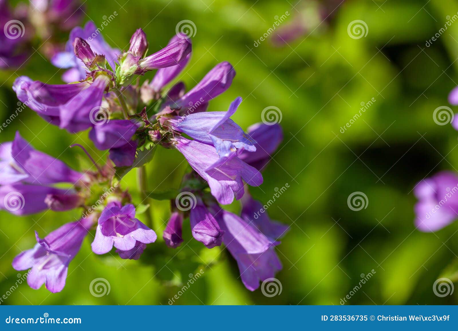 Cascade Penstemon, Penstemon Serrulatus Stock Image - Image of outdoors ...