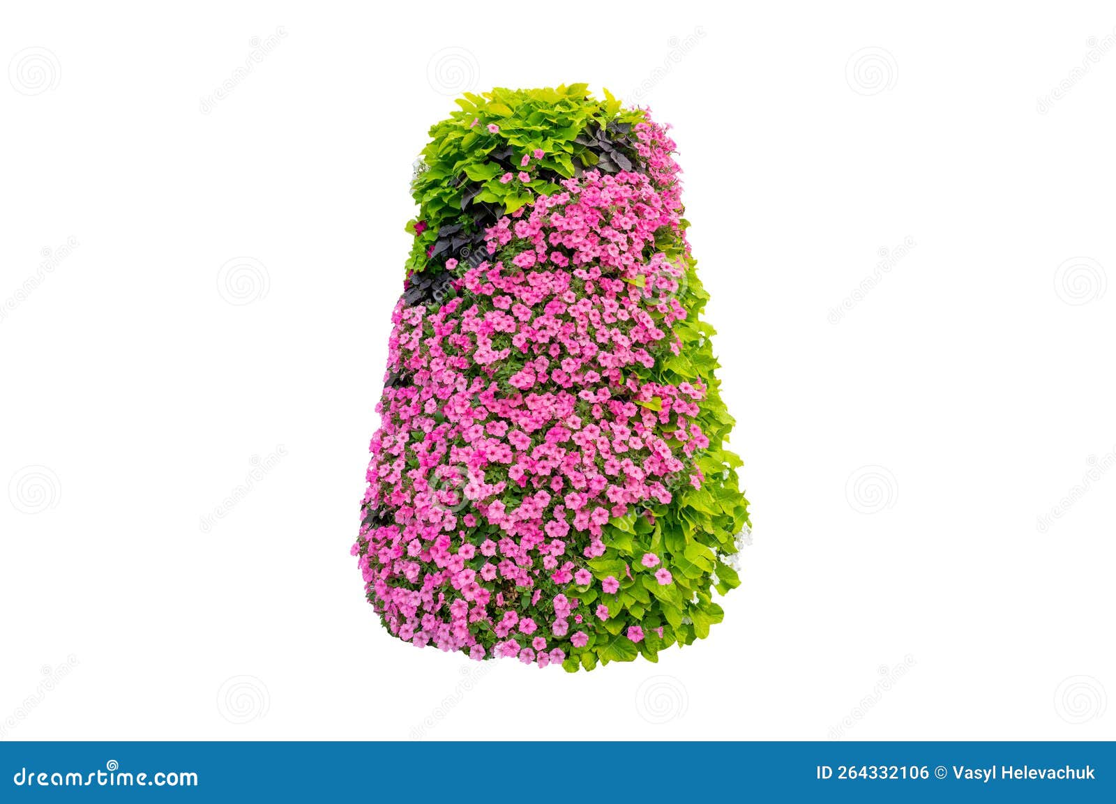 Cascade of Petunias Isolated on White Background Stock Photo - Image of ...