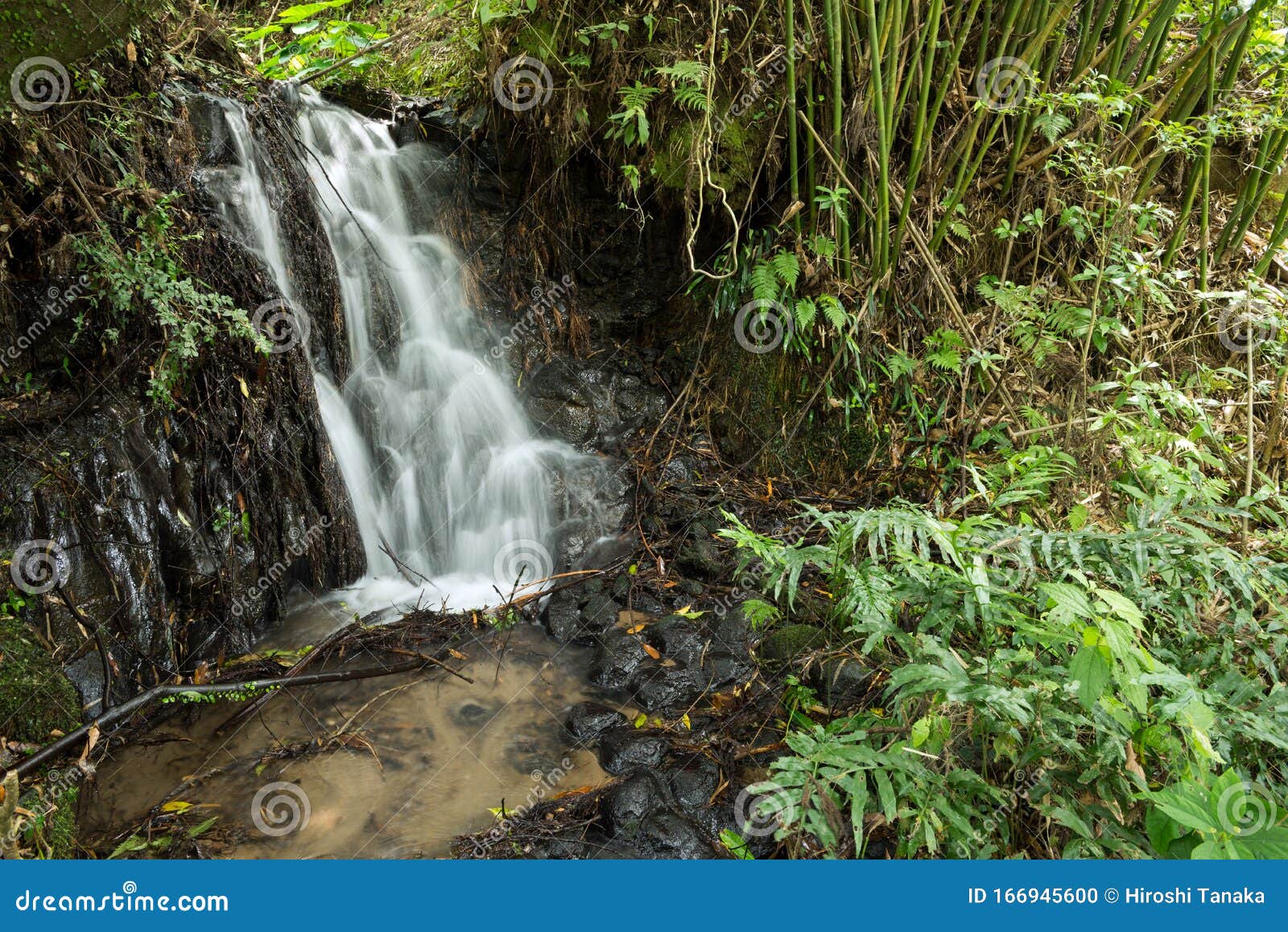 Cascade Side of Bamboo Grove Stock Photo - Image of grove, green: 166945600
