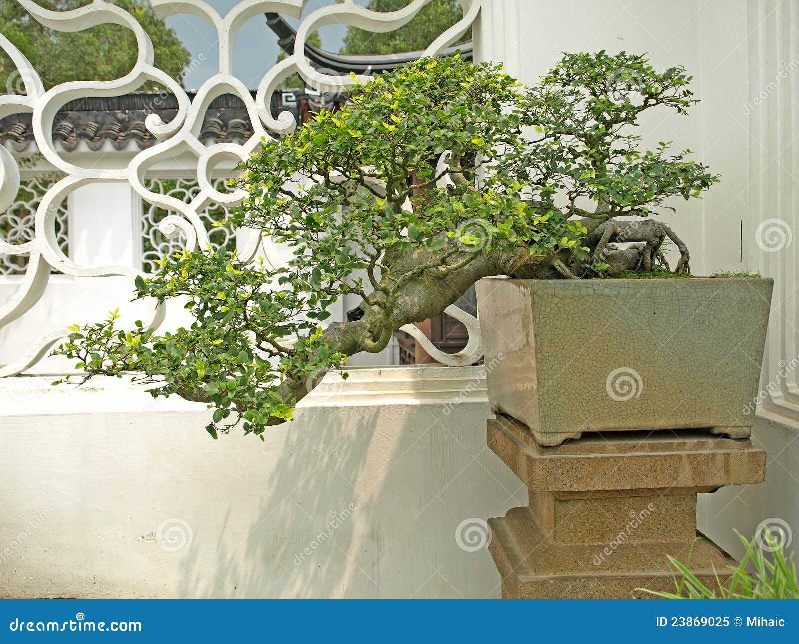 Cascade style bonsai stock image. Image of life, soil - 23869025