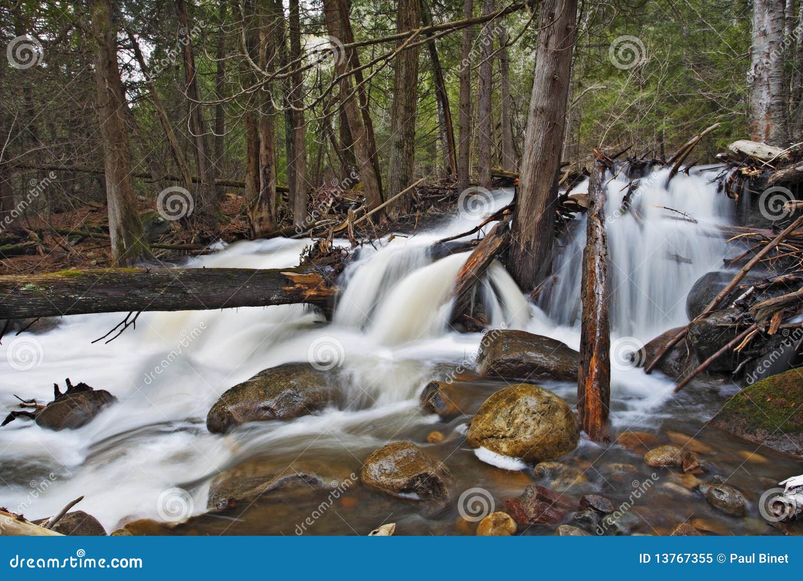 Cascade And Tree Picture. Image: 13767355
