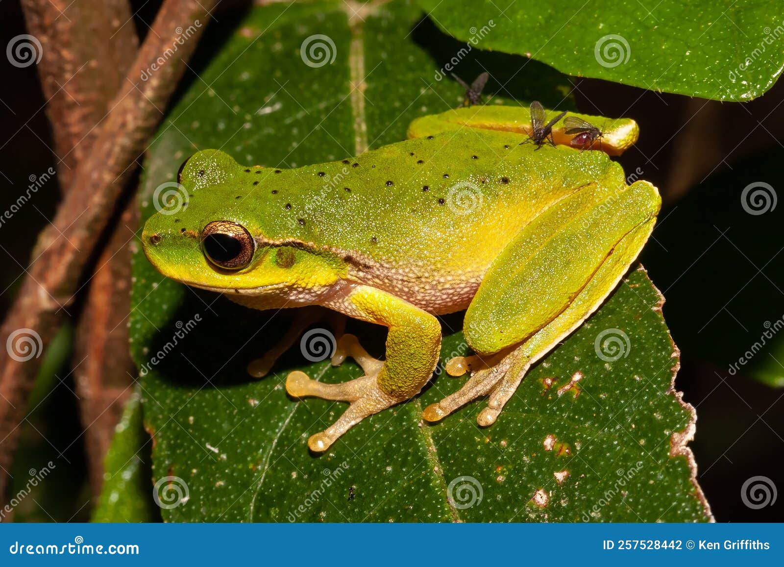 Cascade Tree Frog stock photo. Image of australia, pearsoniana - 257528442