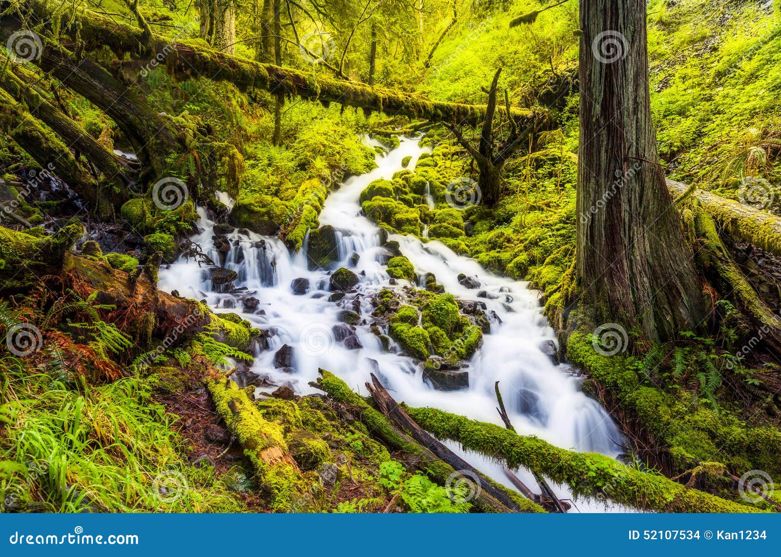 Cascade Waterfalls in Oregon Forest Hike Trail Stock Photo - Image of ...