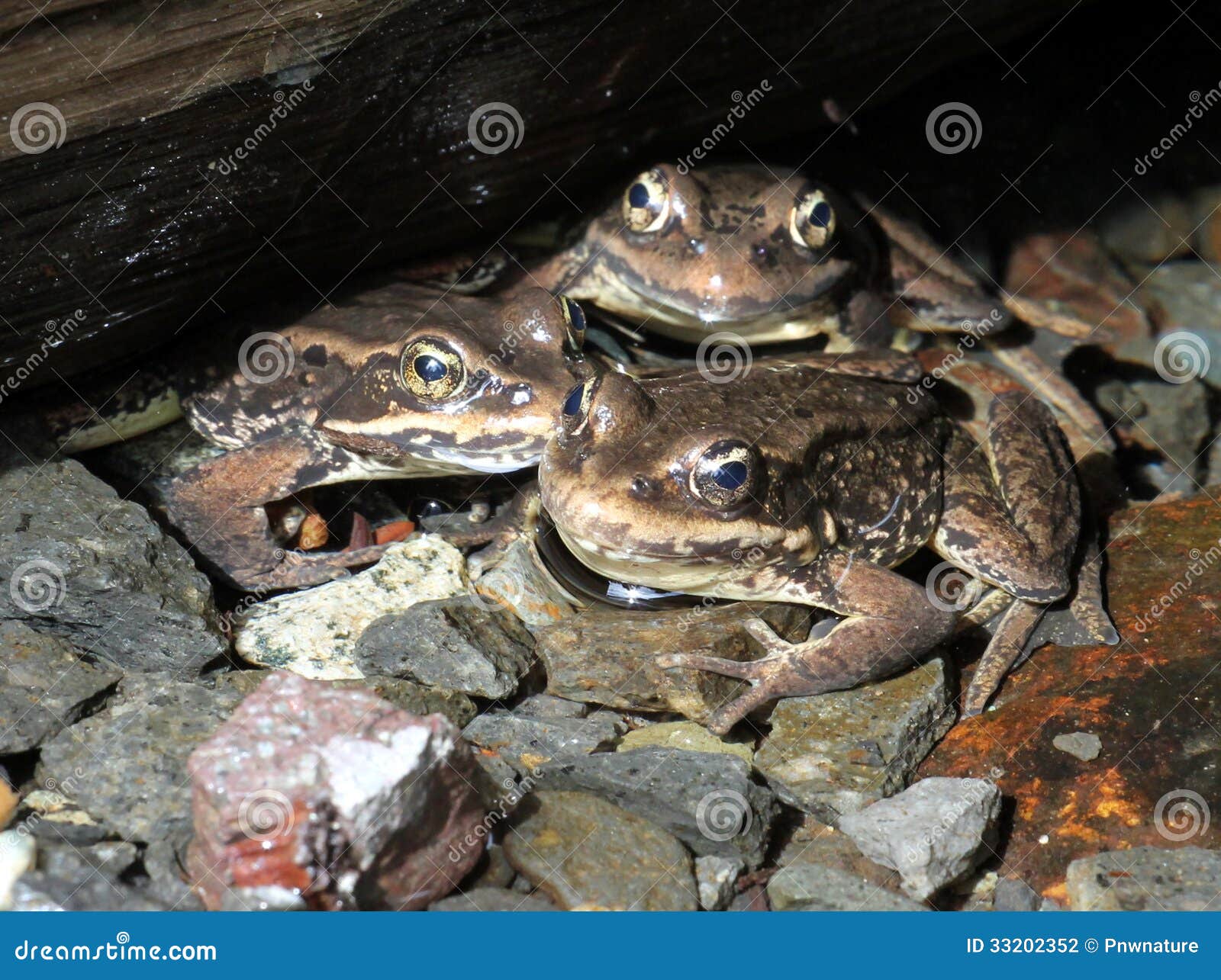 Cascades Frogs Under a Bridge Stock Photo - Image of frog, alpine: 33202352