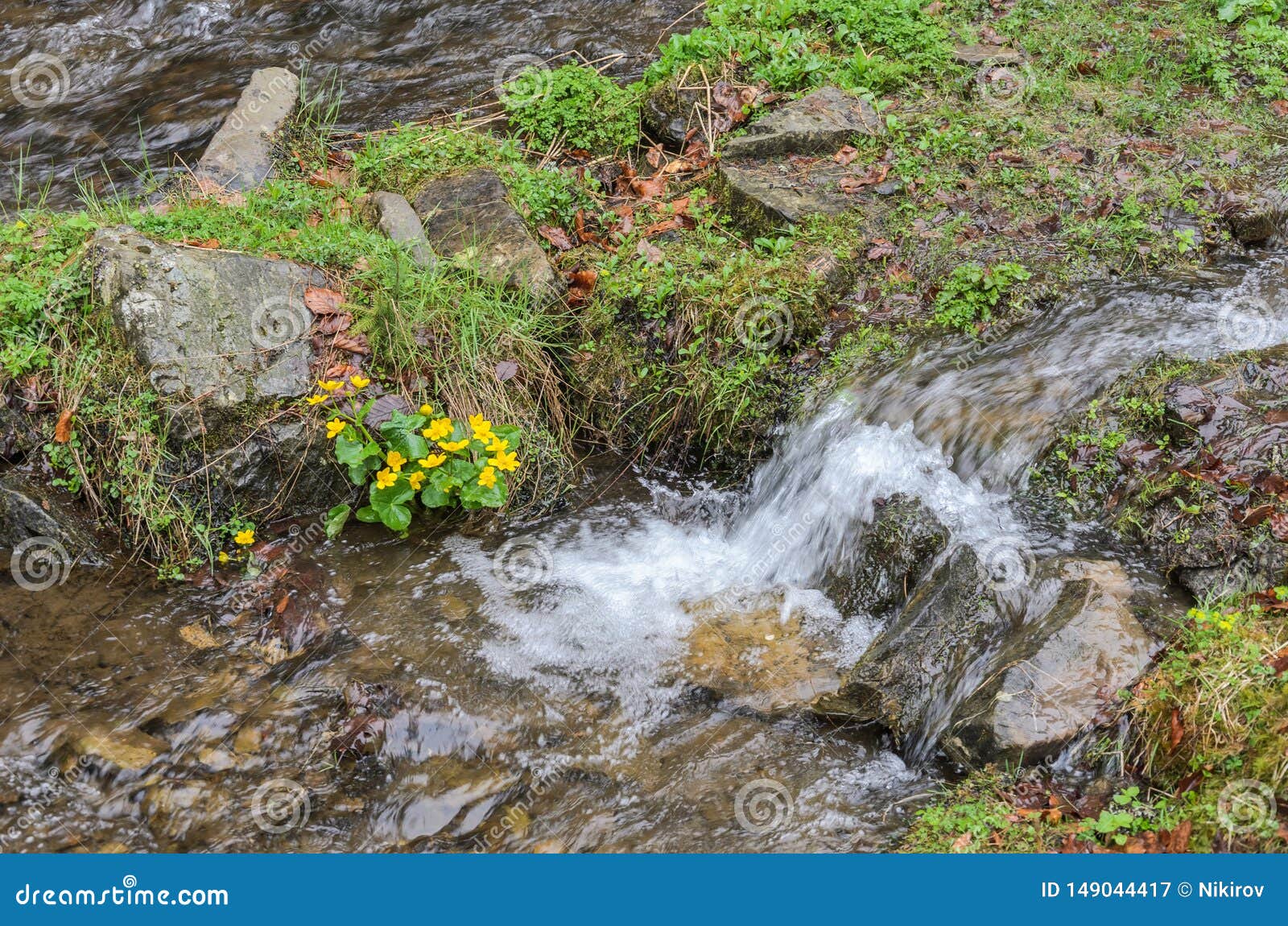 Cascades of Pure Mountain River among the Stones Stock Image - Image of ...