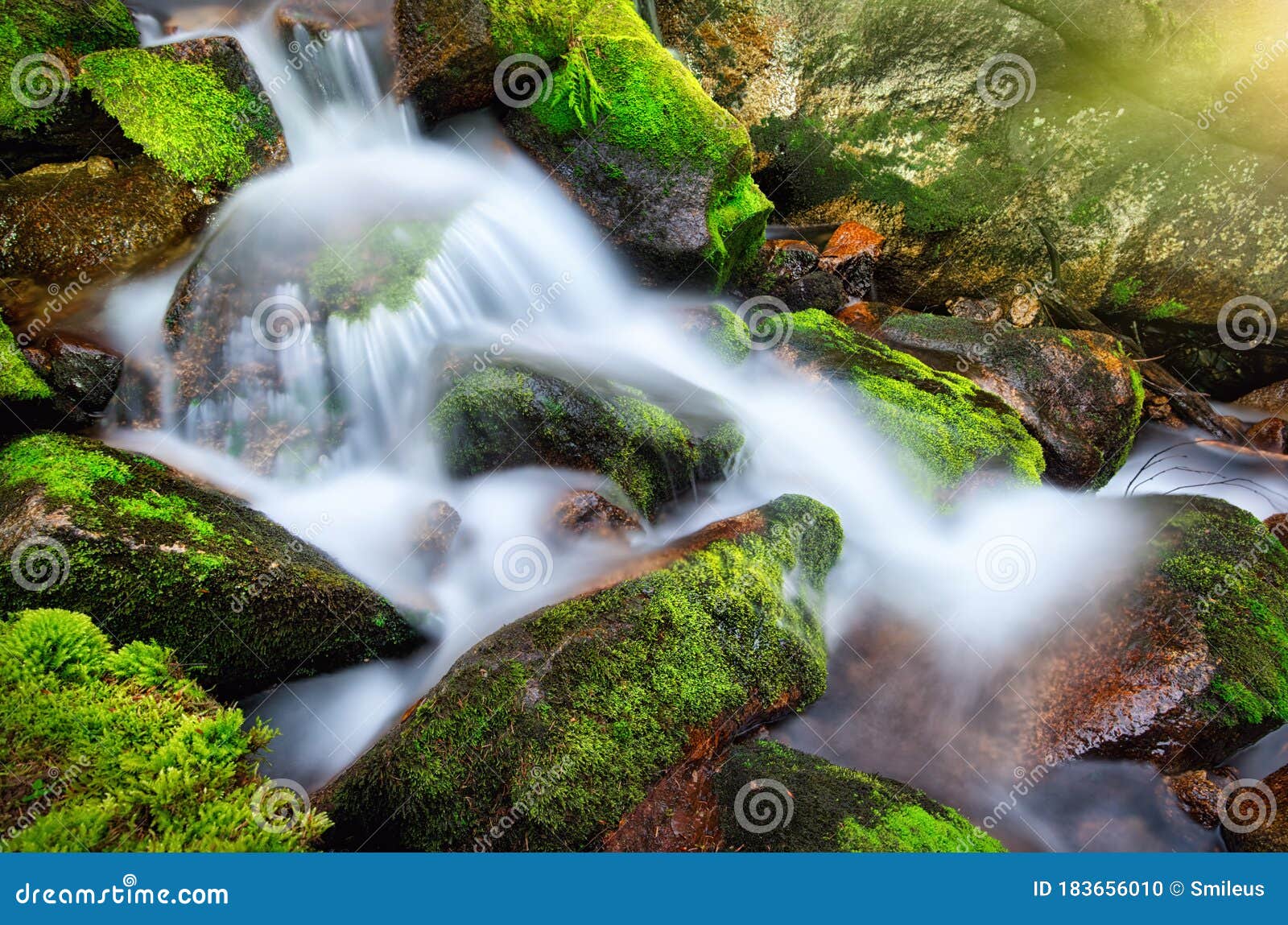 Cascading Creek in a Forest Stock Photo - Image of creek, cascading ...