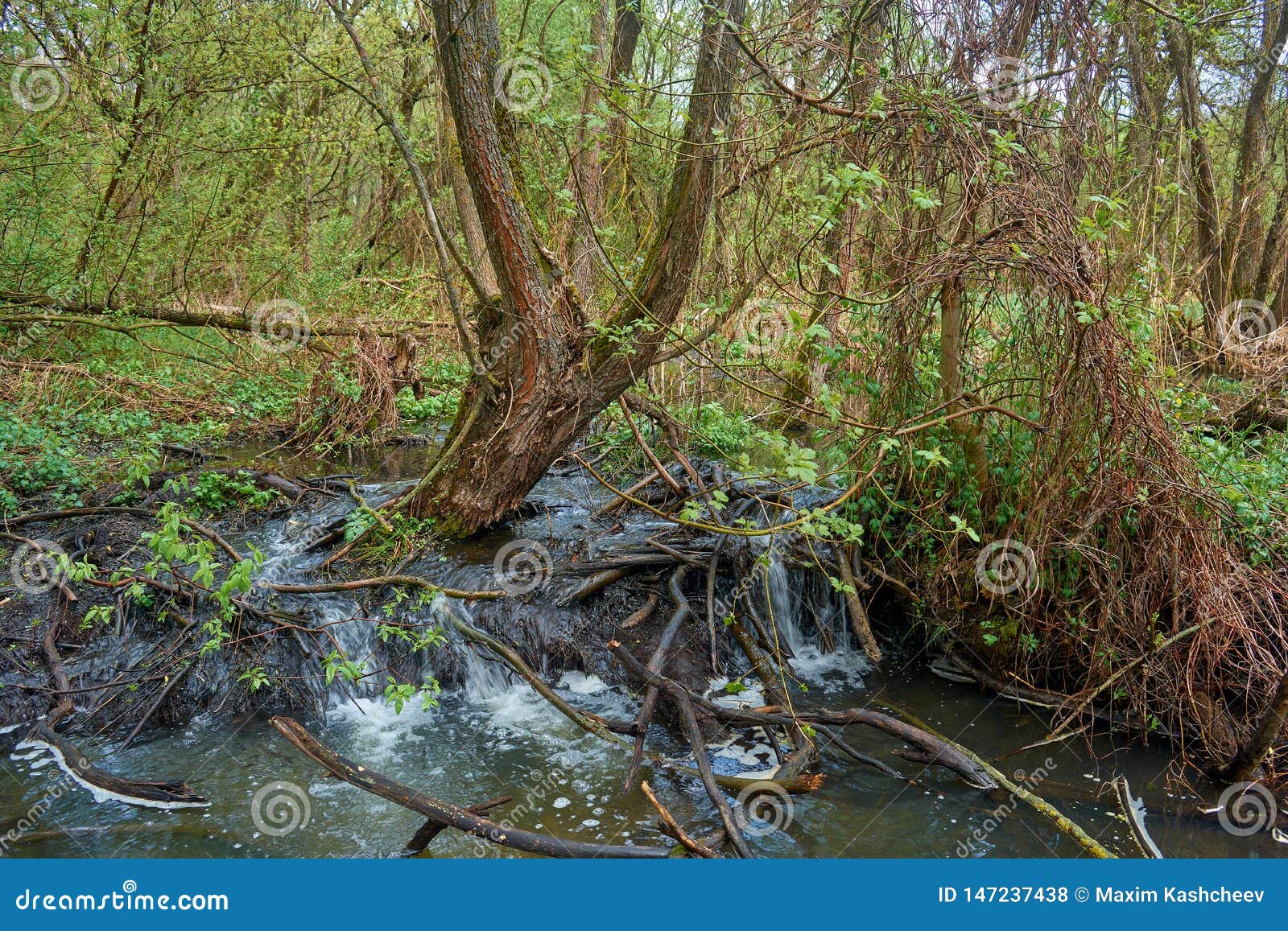 Cascading River with Beautiful River Thresholds in the Forest Stock ...