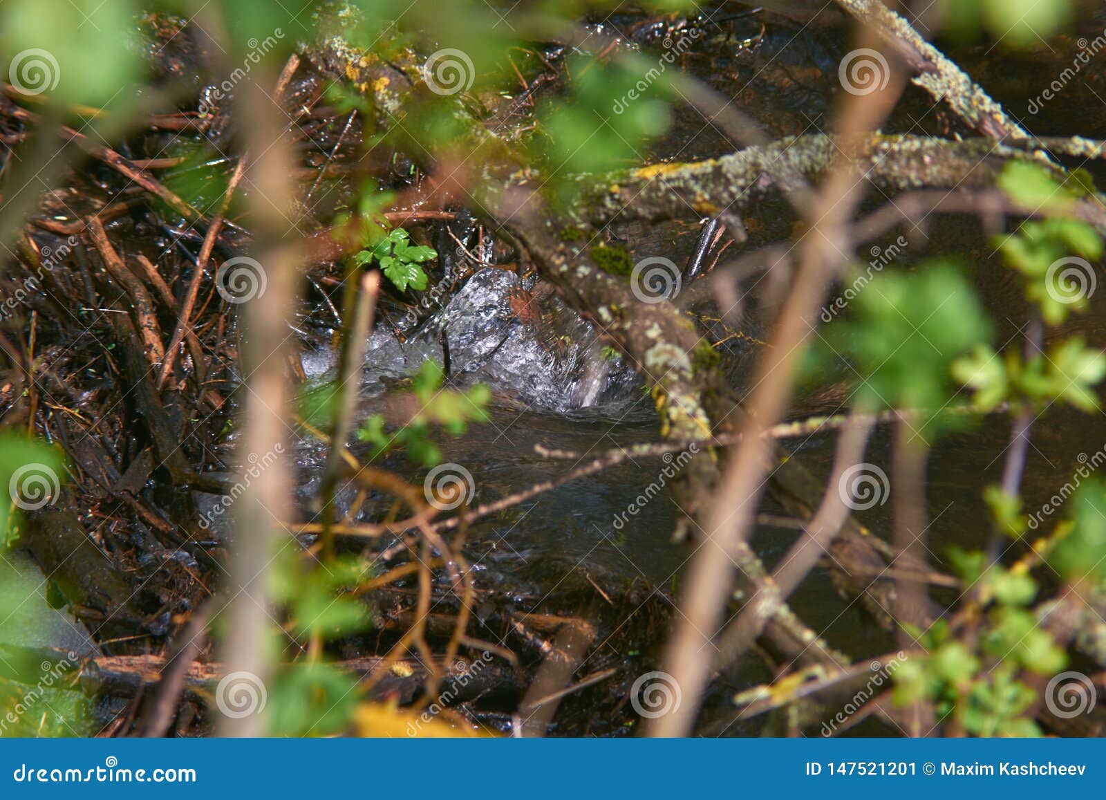 Cascading River with Beautiful River Thresholds in the Forest. Stock ...