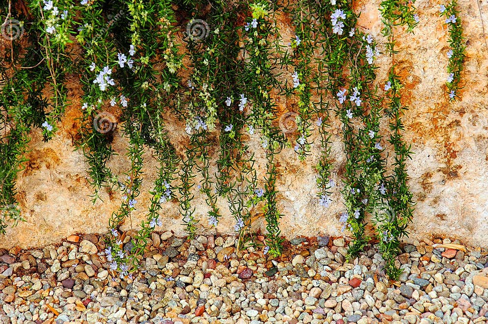 Cascading Rosemary stock image. Image of summer, fall, tree - 254931