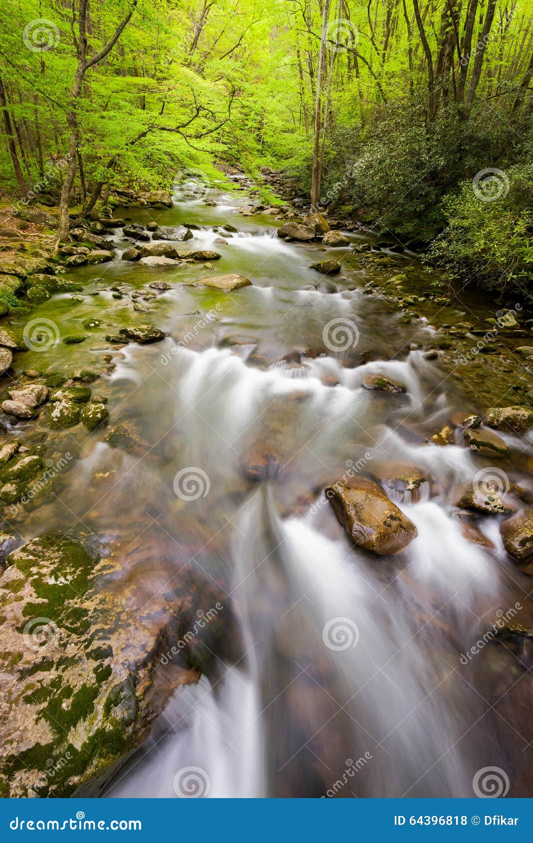 Cascading Stream in the Smokies Stock Photo - Image of forest, national ...