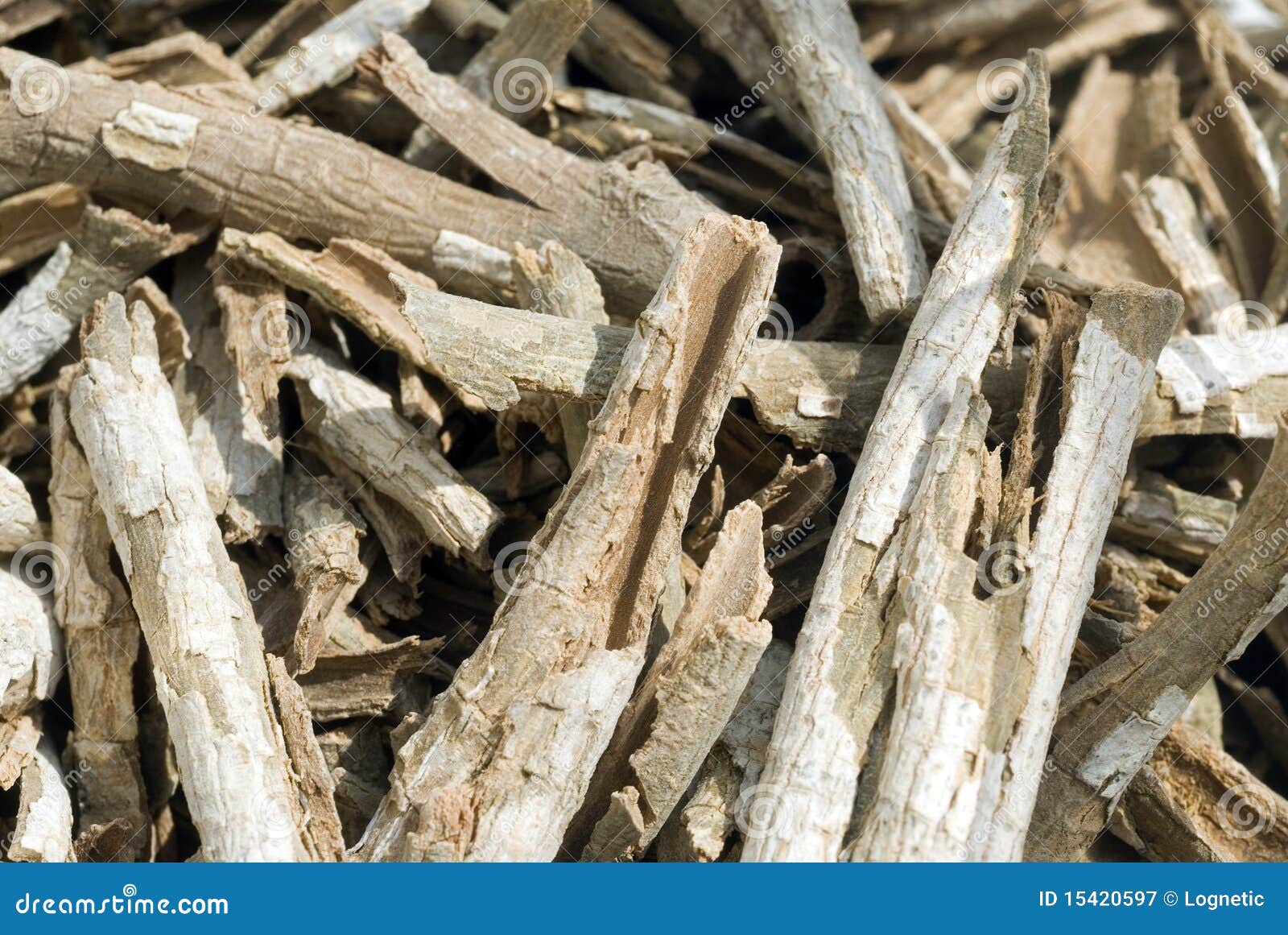 Cascarilla stock image. Image of health, macro, flower - 15420597