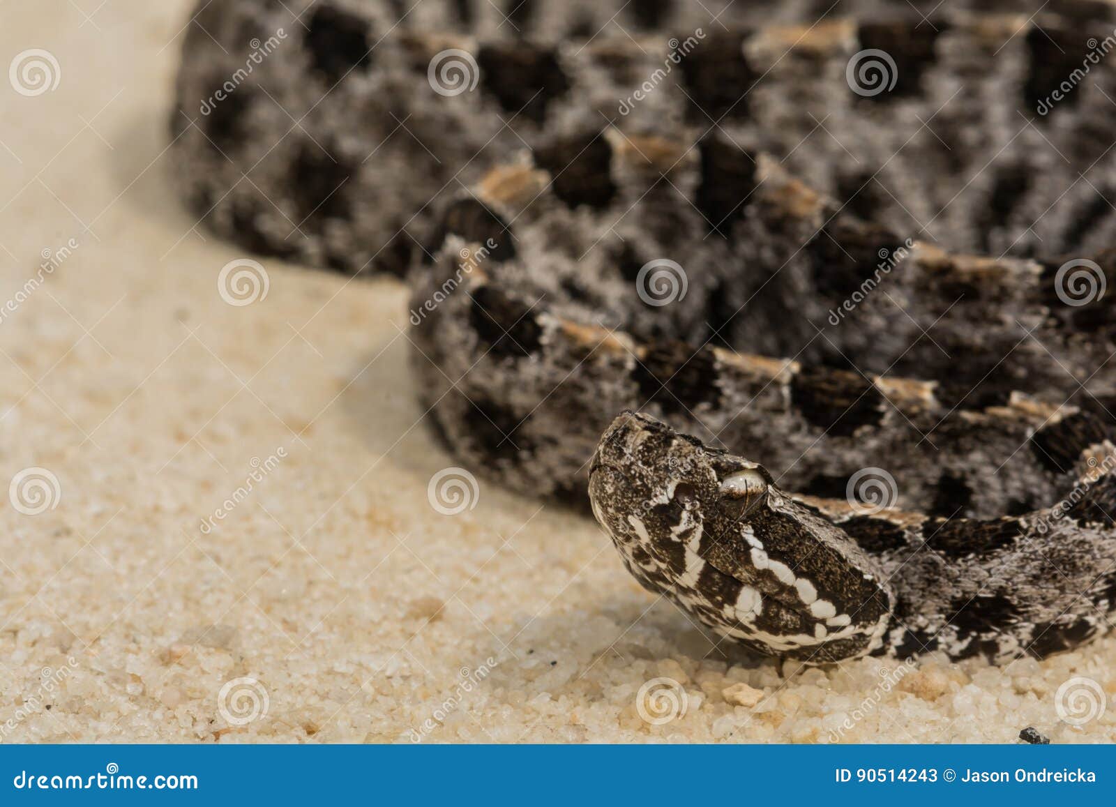 Cascavel do pigmeu imagem de stock. Imagem de fofofo - 90514243