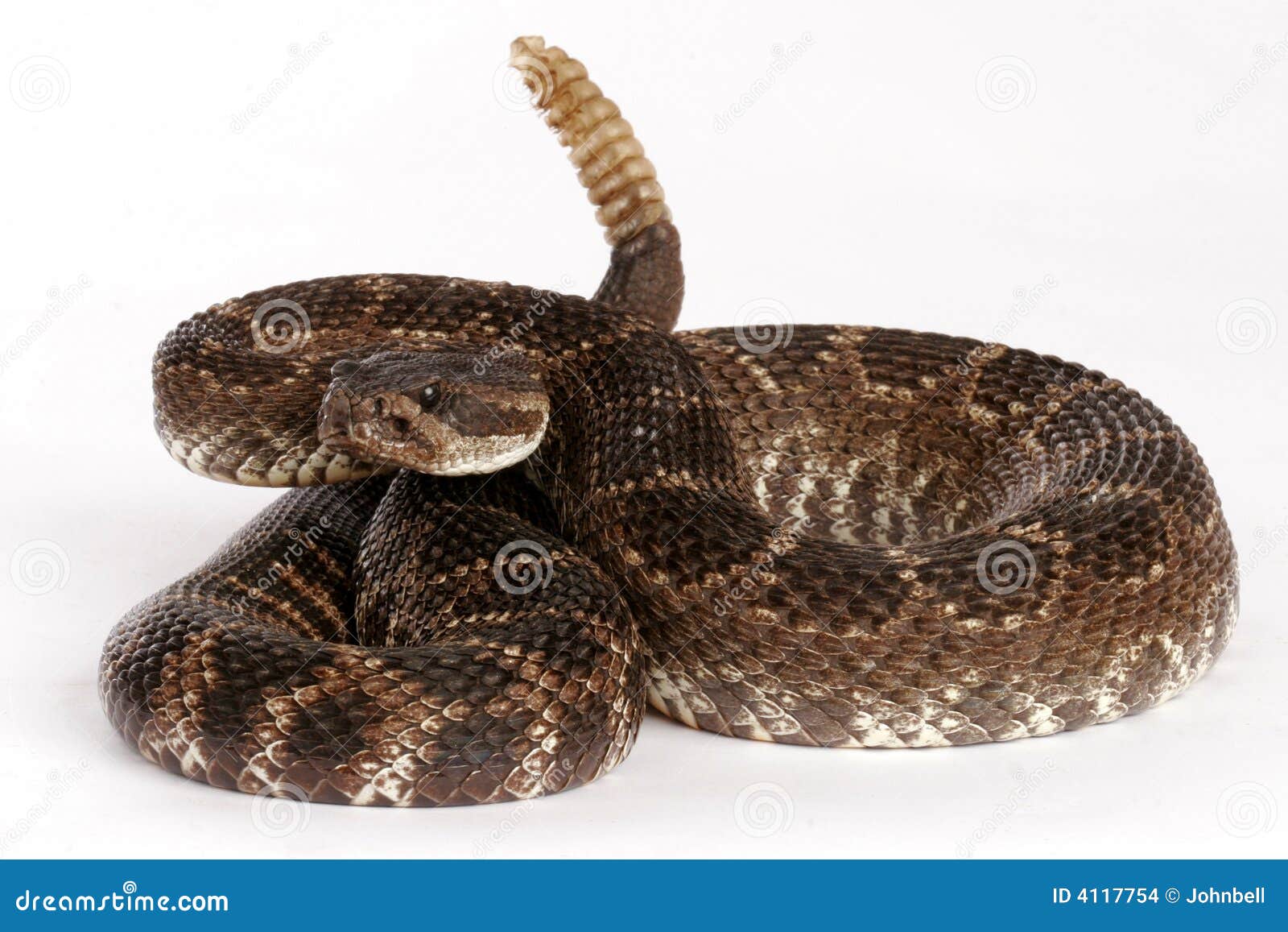 Cascavel Pacífico Do Sul Imagens de Stock - Imagem: 4117754