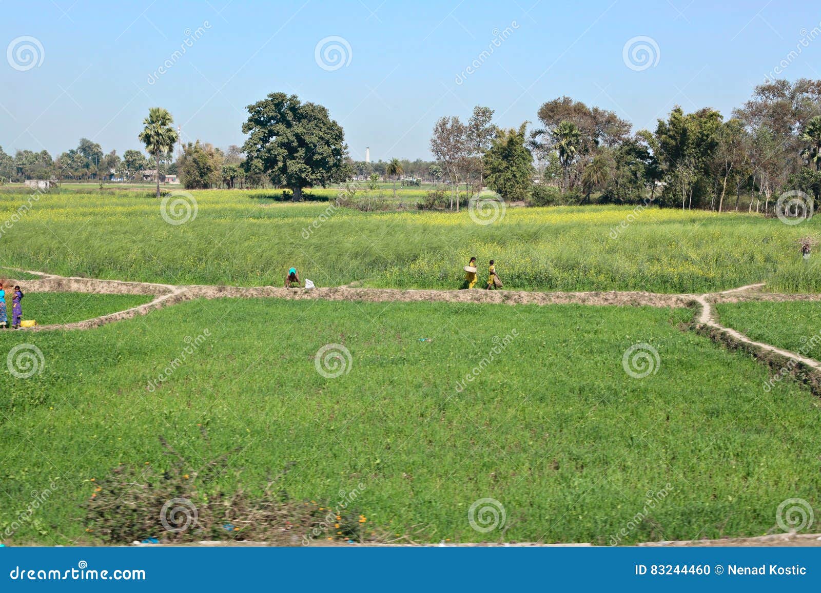 Case E Paesaggi Rurali Dell'India Immagine Editoriale - Immagine di ...