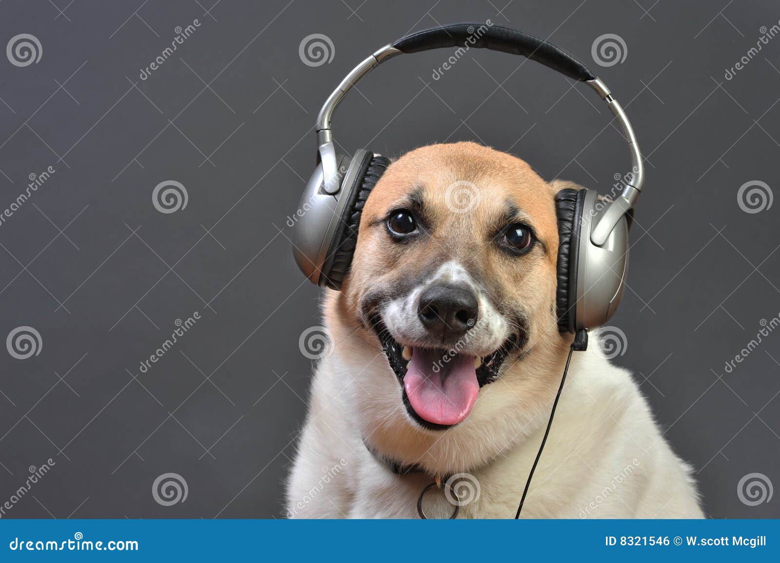 Caseta de perro DJ foto de archivo. Imagen de corteza - 8321546